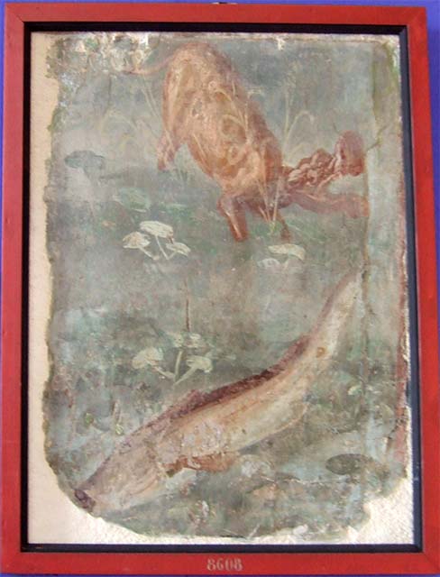 II.4.6 Pompeii. Fresco fragment showing a hippopotamus and a large fish ...